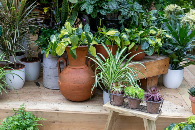 5 Houseplant Tips from the RHS Chelsea Flower Show | Houzz IE