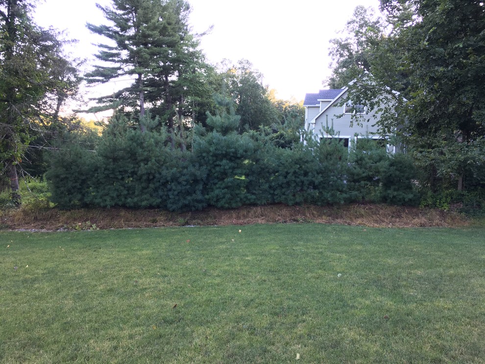 Need help on plant selection along pine tree row