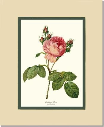 Vintage Botanical Rose Art Print: Cabbage Rose, 11x14 Print ...