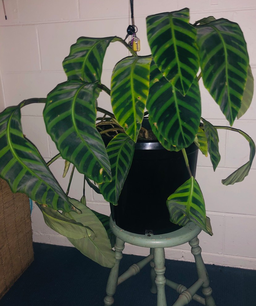 Calathea Zebrina drooping dying please help!