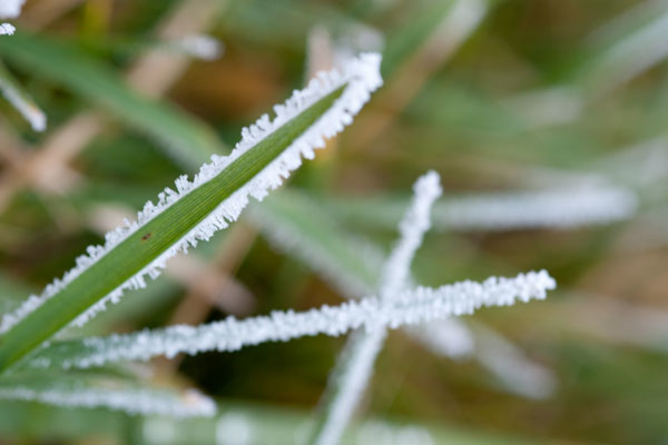 Fine Art Photograph, Morning Frost II, Fine Art Paper Giclee, 36"x24 ...