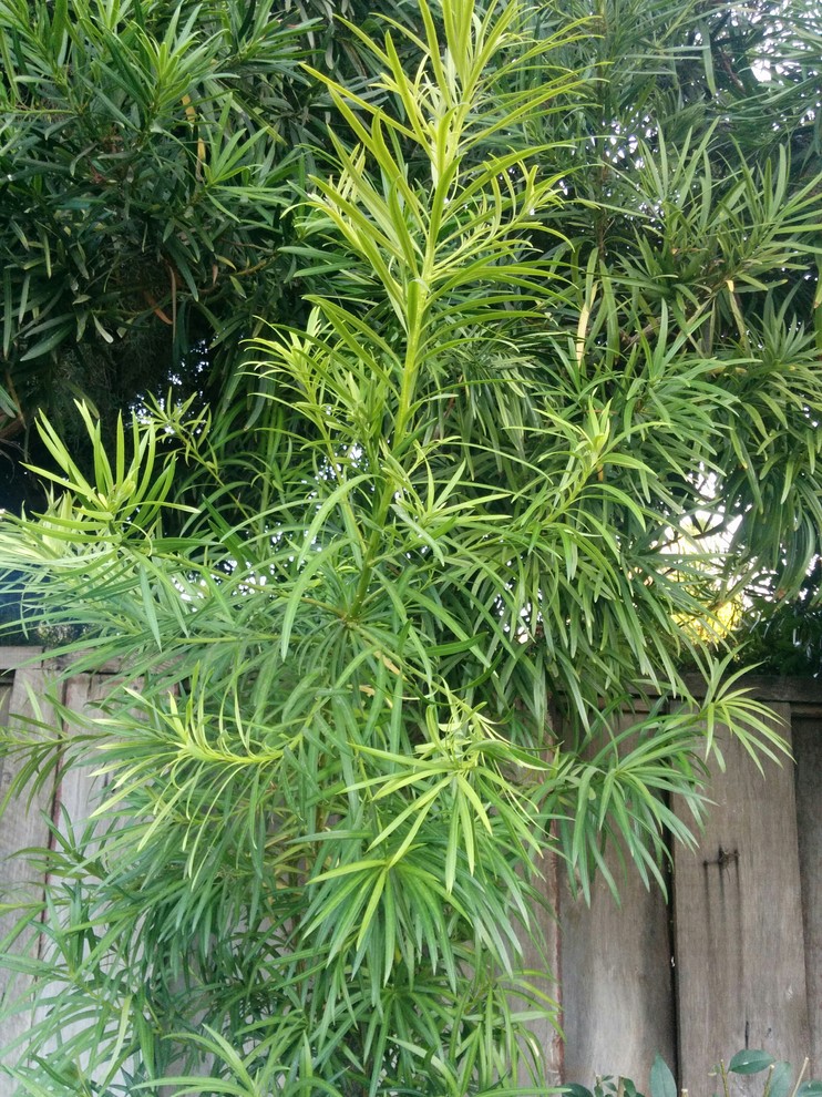 Help identify these plants
