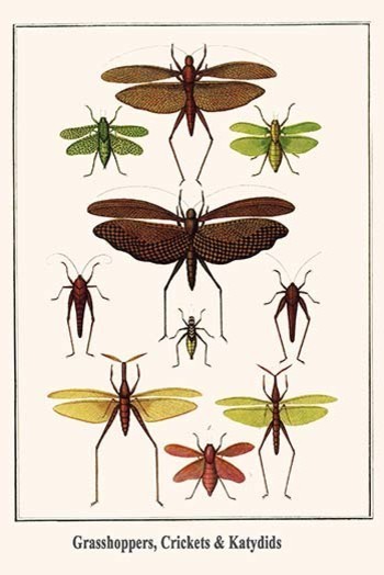 Grasshoppers, Crickets & Katydids, 20" x 30" - Traditional - Prints And ...
