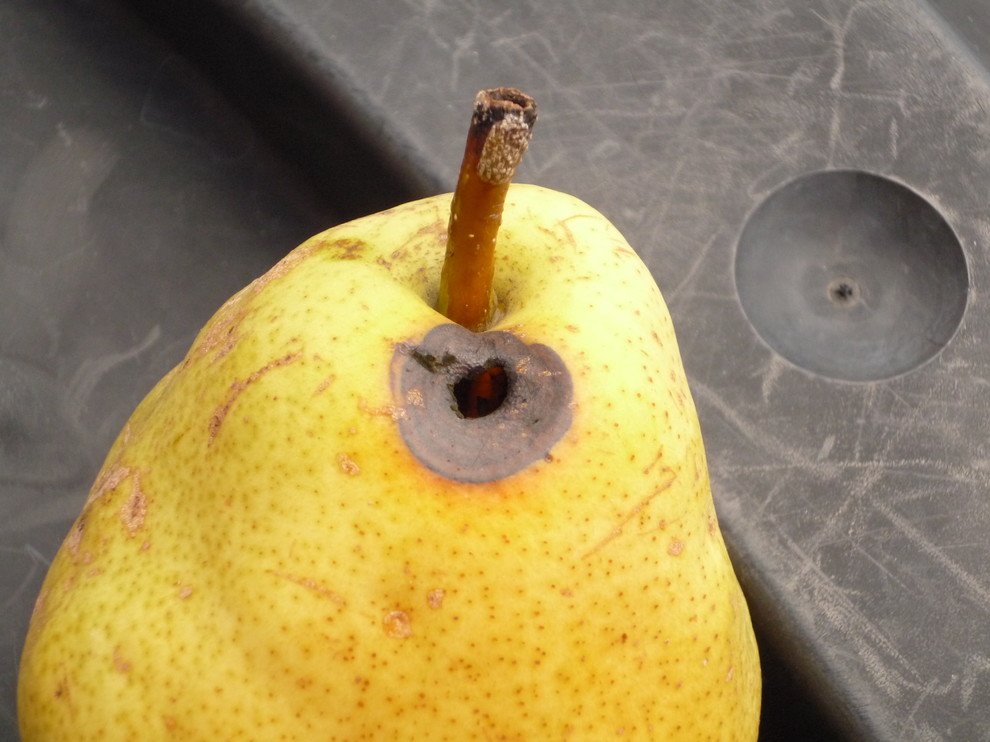 What is this Pear problem??