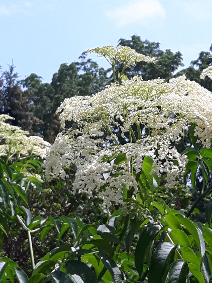 What is this tree
