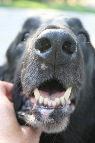 Depigmentation of lips and nose - Meghane?