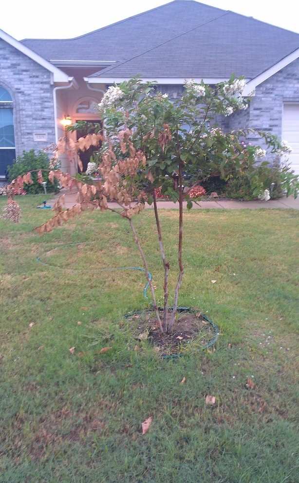 Crepe Myrtle Tree with one dead trunk