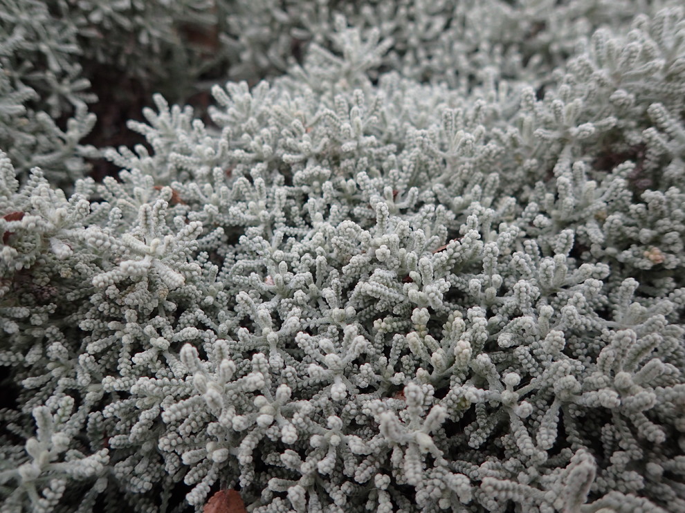 Frosty, Stubby, Nubby Succulent?
