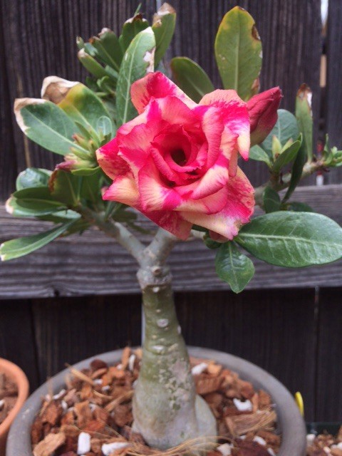 Adenium Obesum Yellow Thongyod