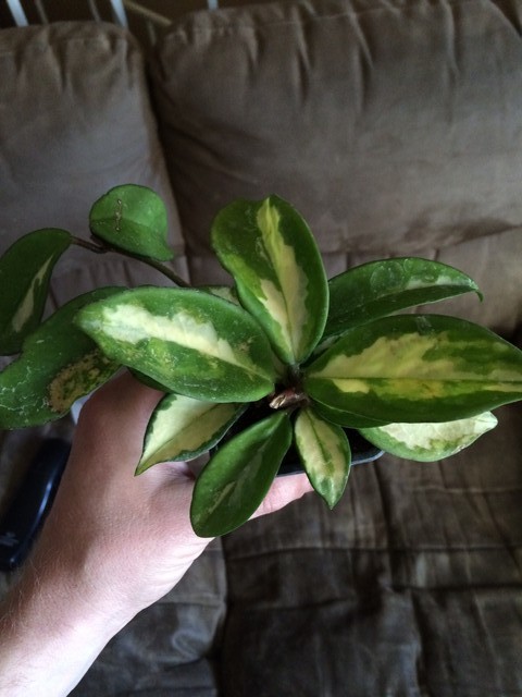 Hoya identification