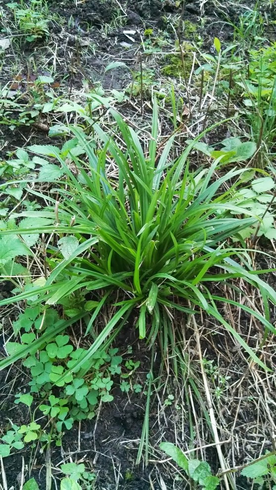 Prairie plant identify