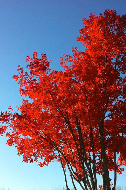 Scarlet Tree 24x36 - Contemporary - Prints And Posters - by Penny Lane ...