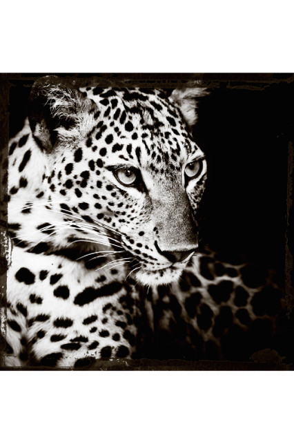 Wild Animal Monochrome Artwork | Andrew Martin Leopard Gaze ...