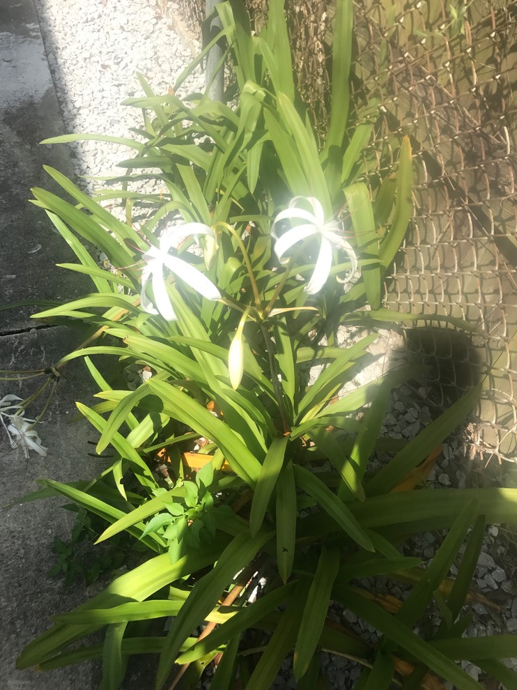 Plant/Lily identification