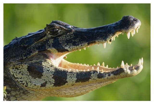 Jacare Caiman Or Paraguay Caiman Thermoregulating By Opening Jaws ...