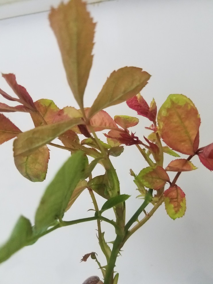 More RRD in crazy color patterns