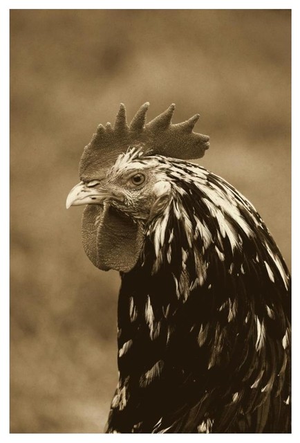 "Domestic Chicken, Gournay cockerel, Normandy, France" Paper Art, 14 ...