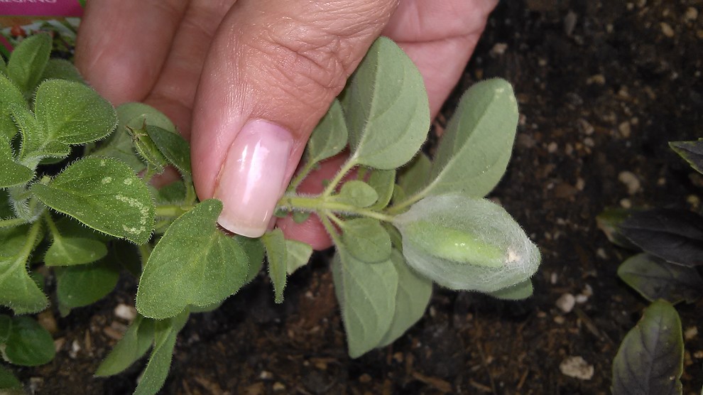 Infected Peppermint ( Fungus Gnats?) Need help