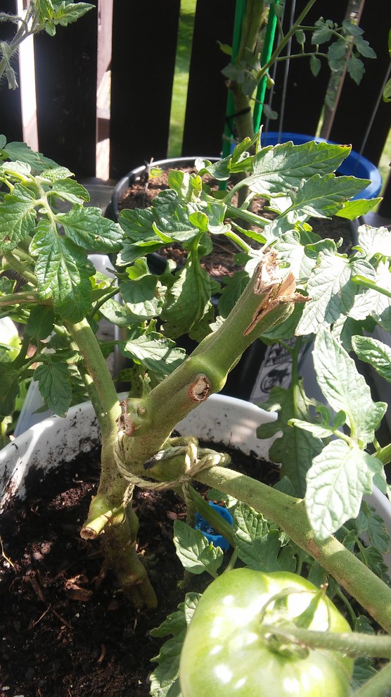 determinate plant started to flower again?