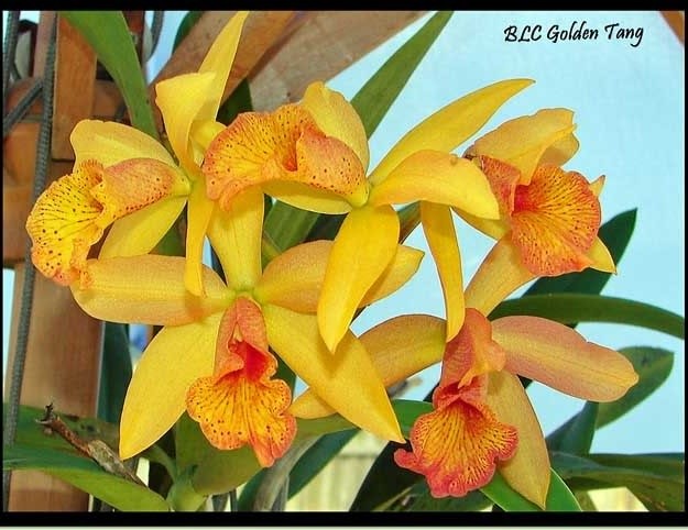 BLC Golden Tang