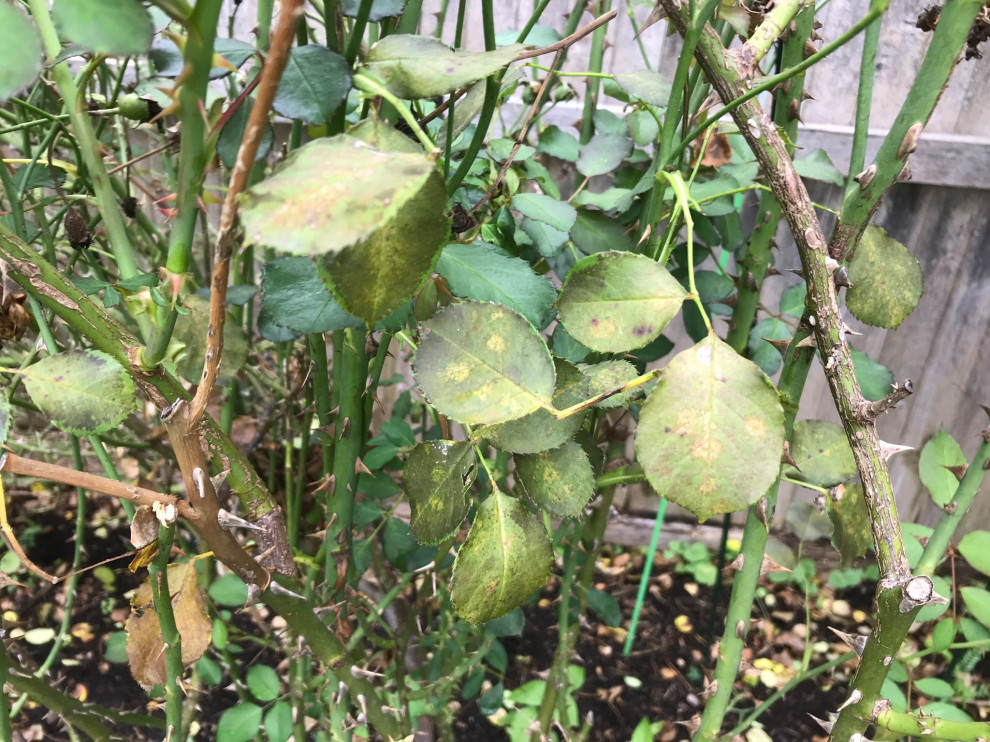 Help identify and treat this disease on rose bushes?