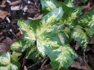 10 Plants Deer Love to Eat • Queen Bee of Honey Dos