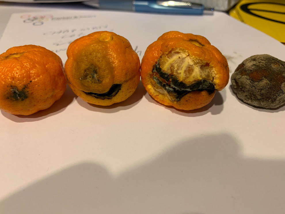 Mandarin Rind Disorder