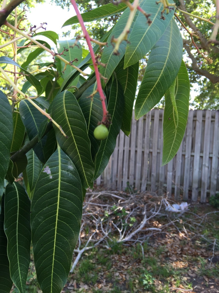 Keitt Mango bearing fruit