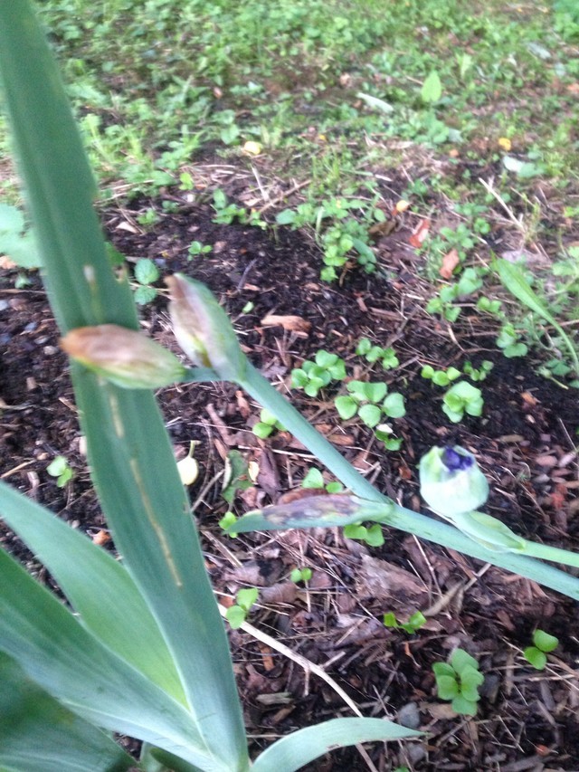 Buds rotting/ dying?