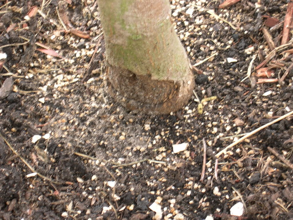Mango tree bark,..a problem ? | Houzz Forum