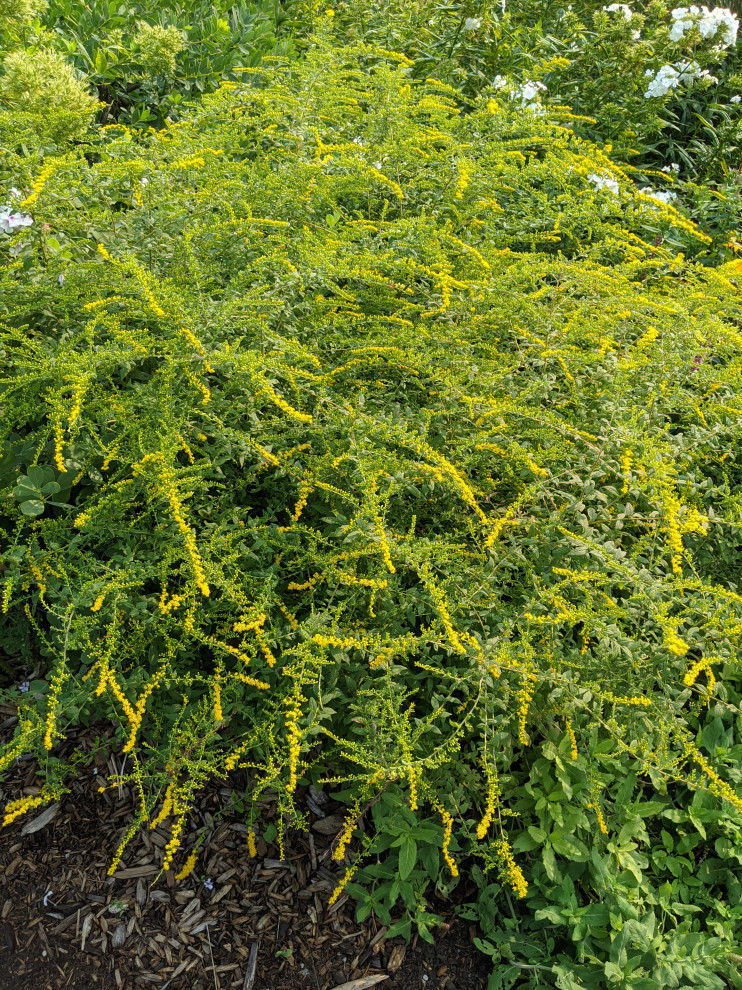 Fireworks Golden Rod