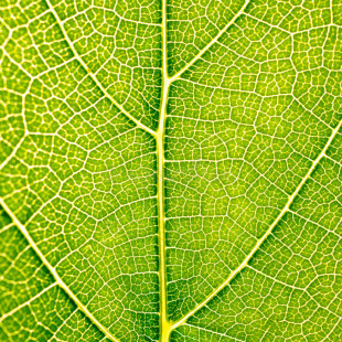 LEAF+STONE LANDSCAPE ARCHITECTURE - Project Photos & Reviews - Stockton ...