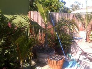 Attempts at trying to grow Coconut trees in Southern California | Houzz ...