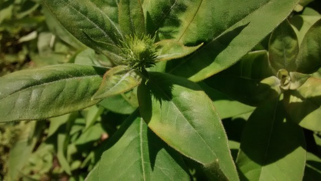 Huge dense clump of this