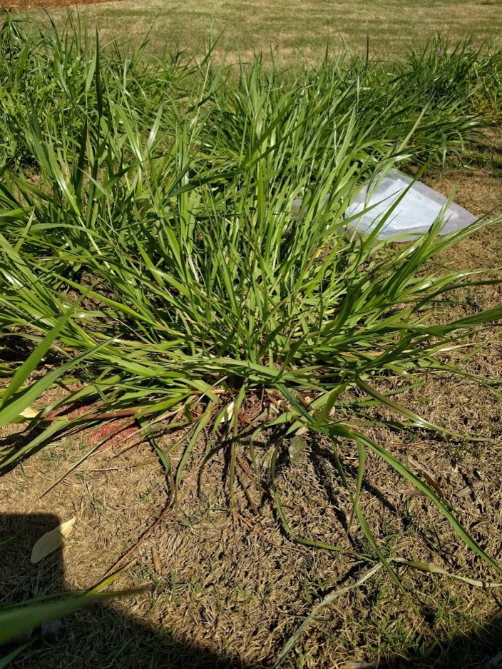 Identifying rogue grass