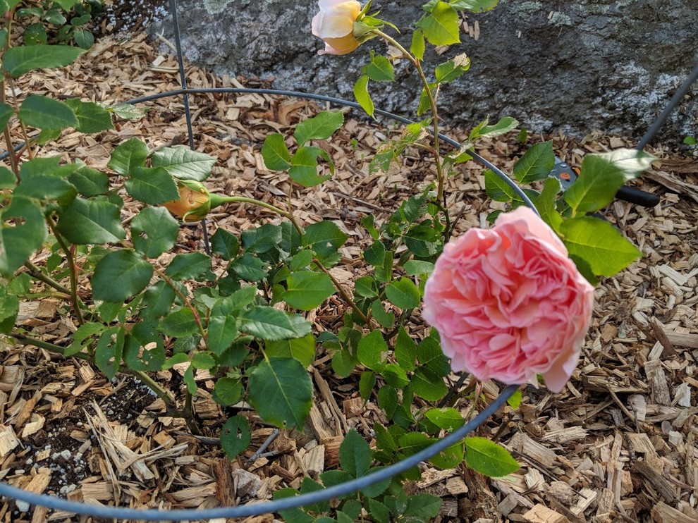 Introducing Madame Plantier the Gigantic