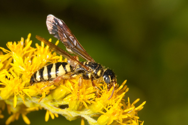 Attract Thynnid Wasps With Summer-Flowering Native Plants