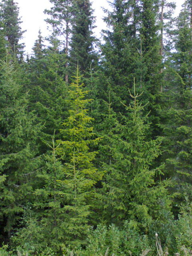 Picea Abies aurea native tree growing in Ylivieska, Finland