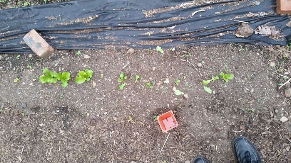 Is this groundhog damage?