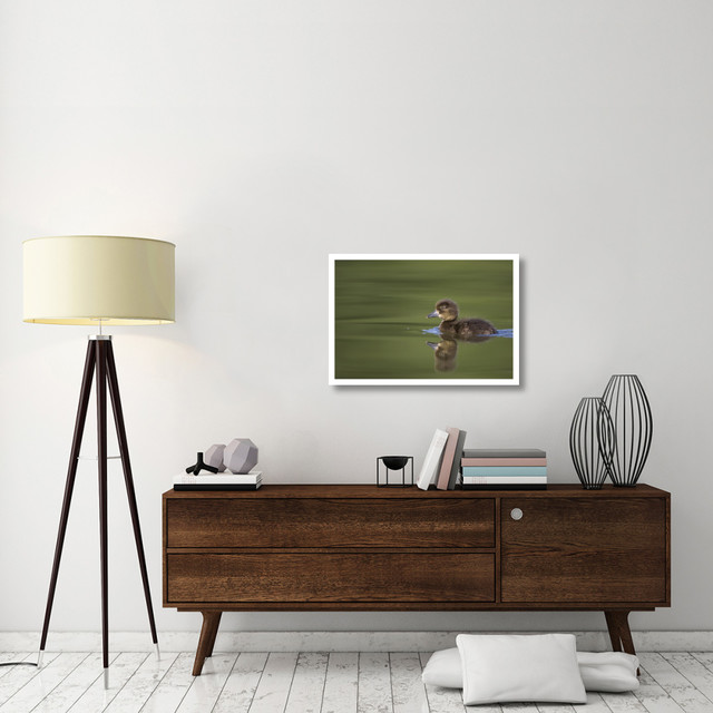 "Tufted Duck young, swimming on lake, Bambois, Belgium" Paper Art, 20 ...