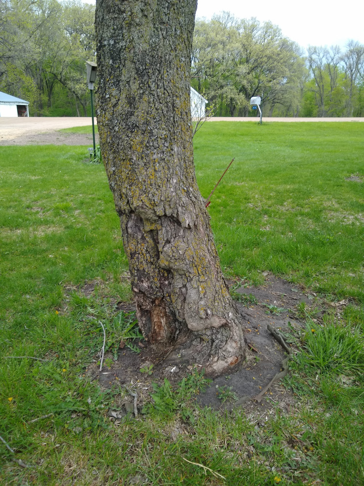 Is there a way to camouflage this bad tree trunk?