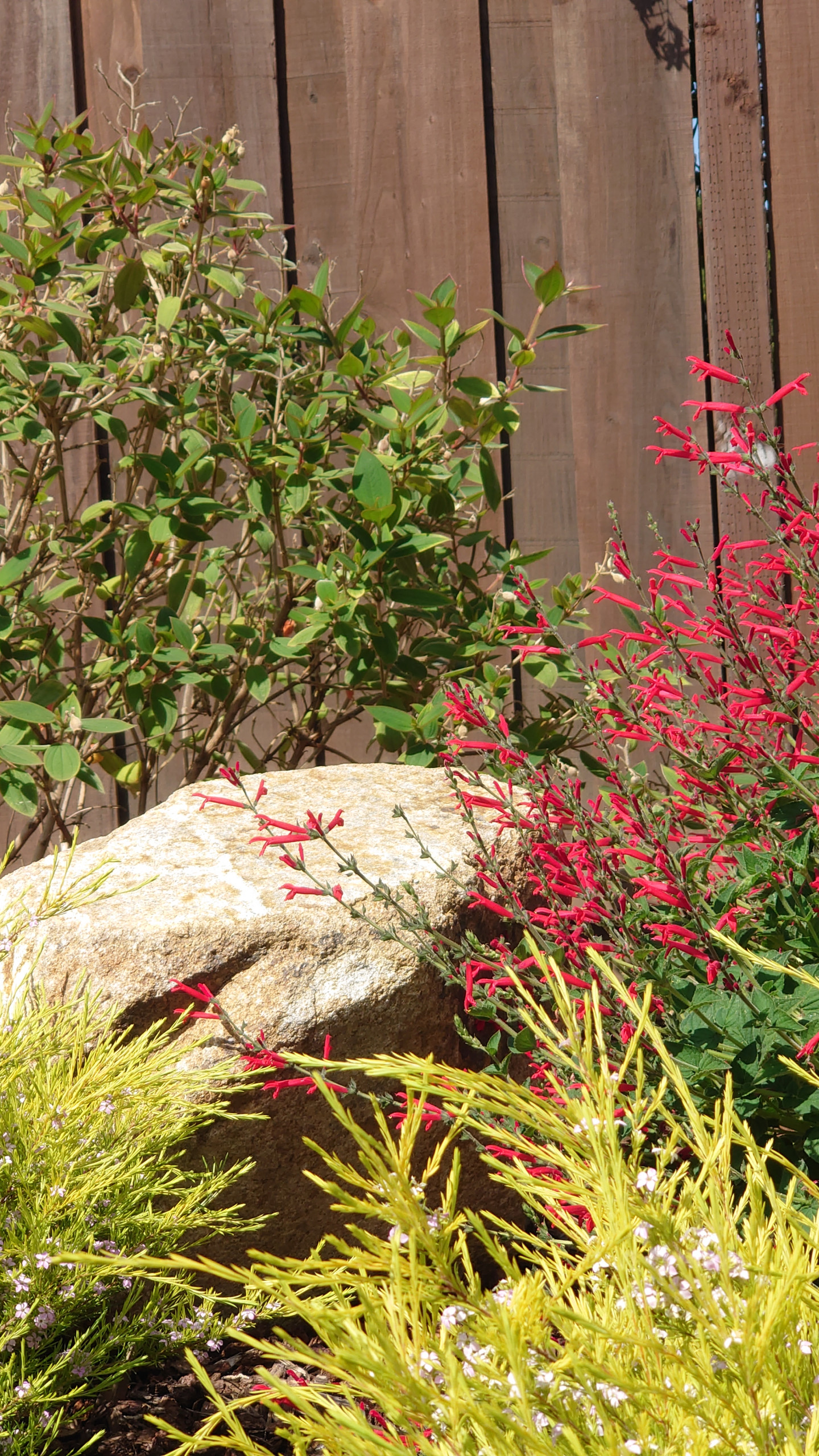 DESIGN TO COMPLIMENT MAPLE TREES