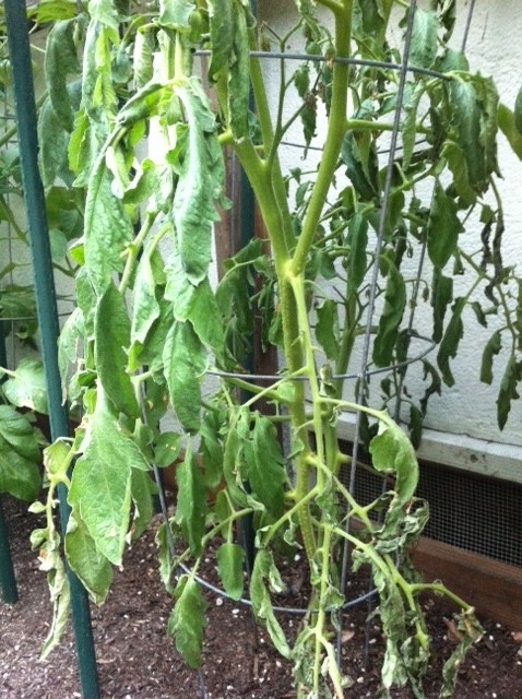 Tomato plant suddenly wilting....Help!
