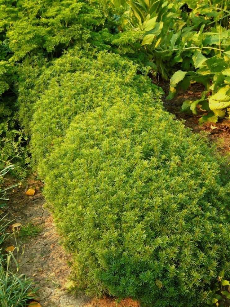 Herb Marigold 'Dropshot', a nice texture in the landscape.