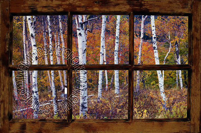 Birch Forest Window One Piece Peel & Stick CANVAS Wall Mural ...