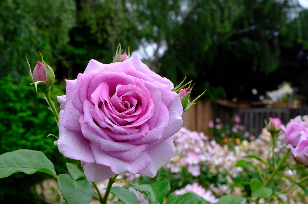 Violet's Pride in "American Rose" magazine