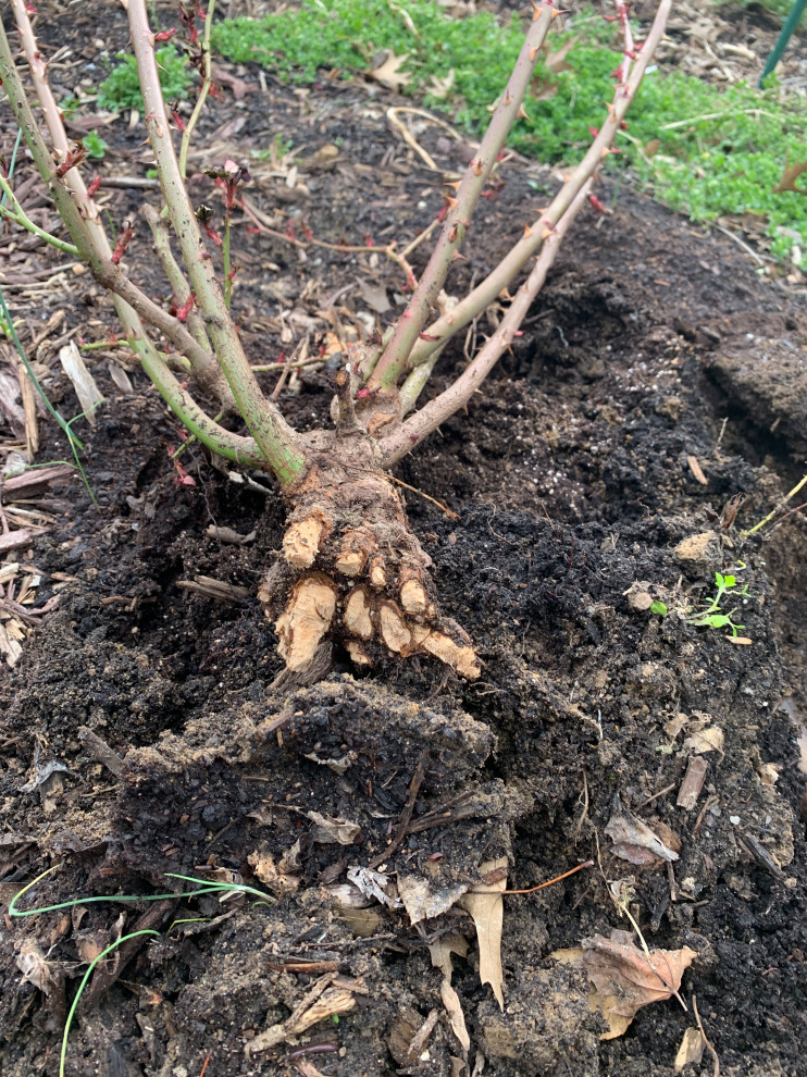 Spring Rose Disaster