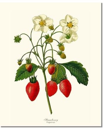 Vintage Botanical Fruit Art : Strawberry, Fragaria sp., 5x7 Print ...