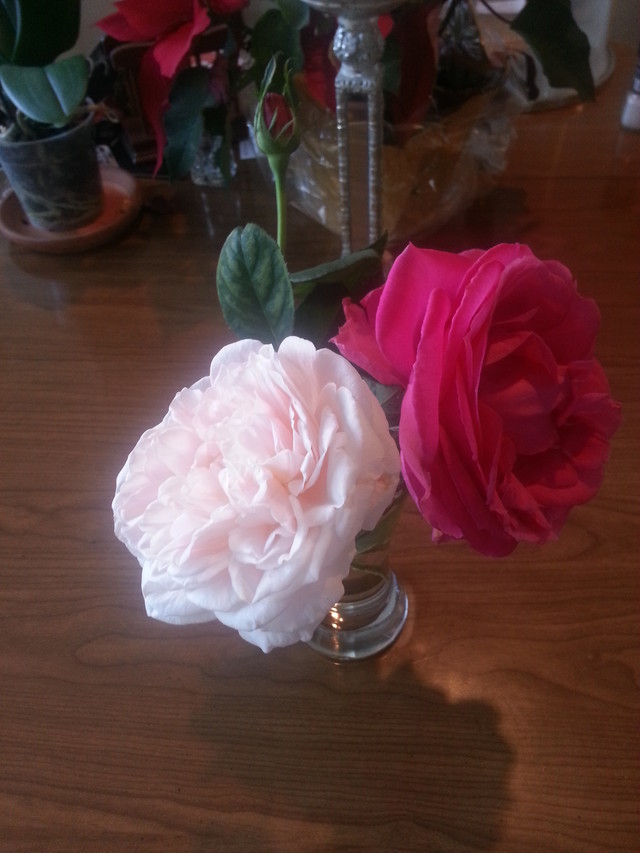Nelsons Florida Roses Tamora and Grand Dame | Houzz Forum