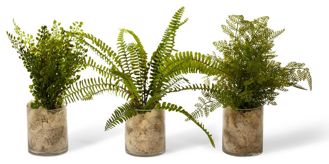 Fern Pack in Clear Vase - Modern - Artificial Plants And Trees - by T&C ...